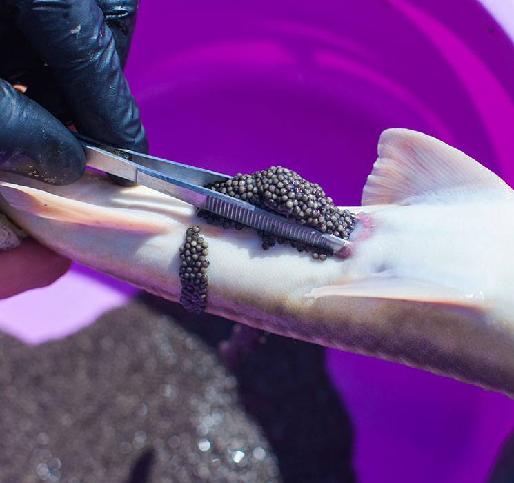 How to Make Caviar: From Harvest to Packaging